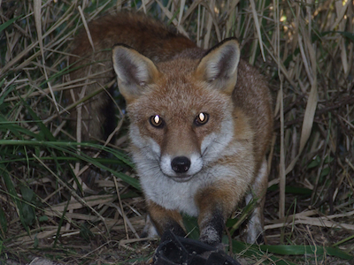 Invasive Species Control – Bulimba Creek Catchment Coordinating Committee