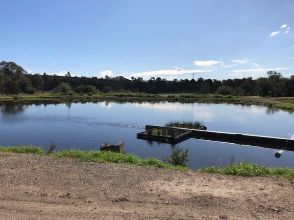 Water Stewardship at Ingham’s – saving water and wildlife – Bulimba ...